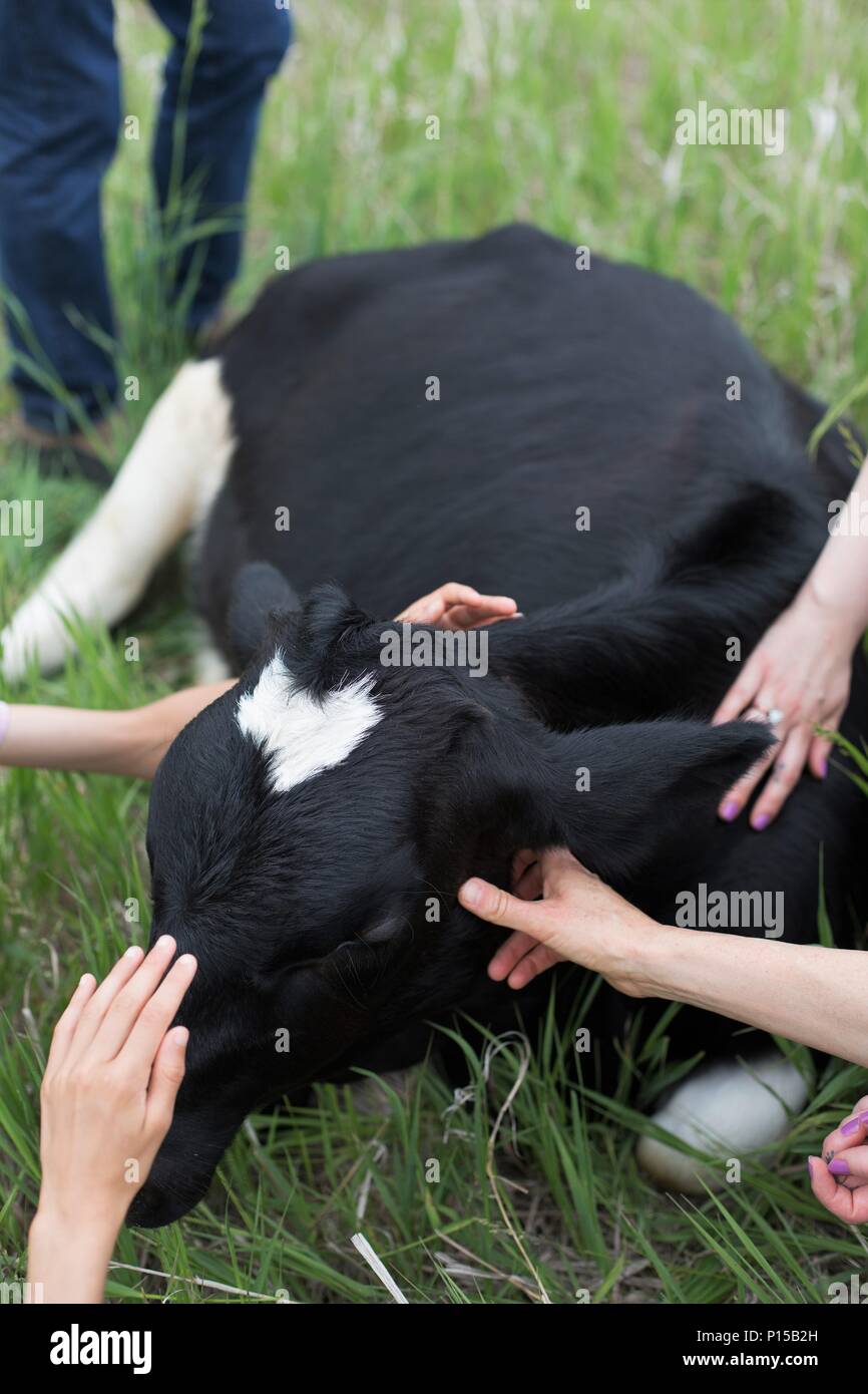 Cow hands hi-res stock photography and images - Alamy