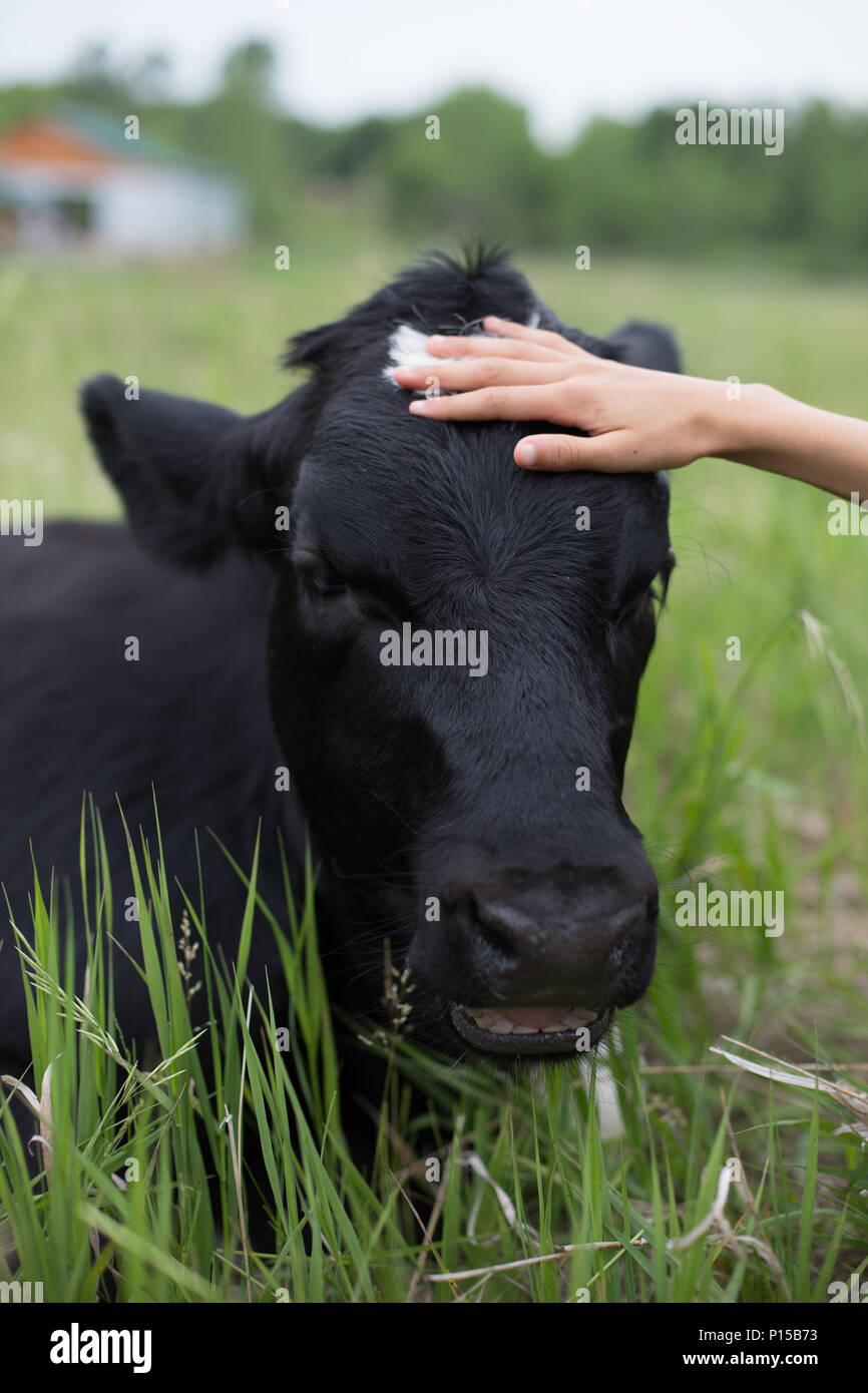 Cow Hand High Resolution Stock Photography and Images - Alamy