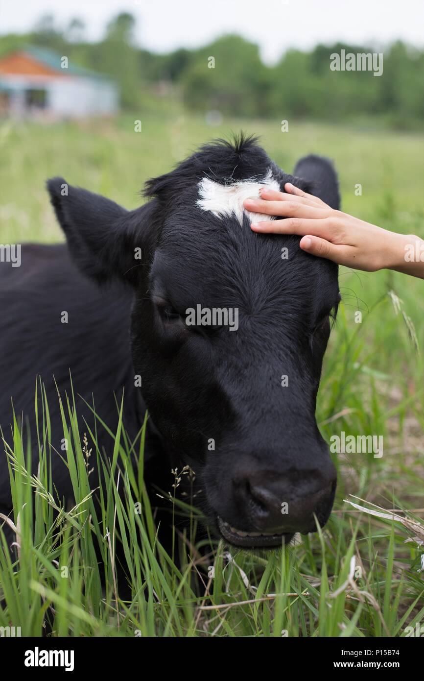 Hand petting face hi-res stock photography and images - Alamy