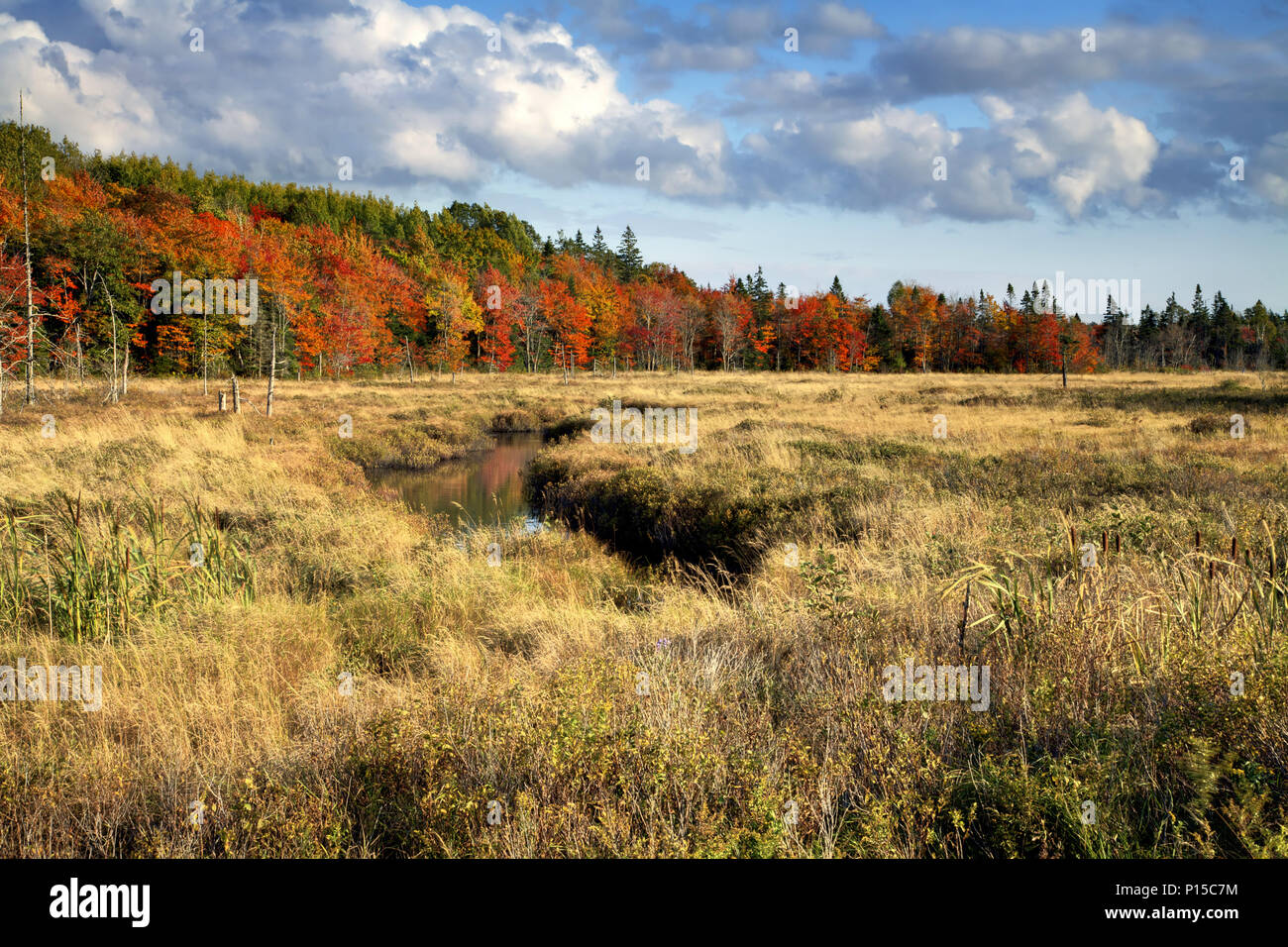 Clouds, Stream, Fall Leaves in a Meadow with a flowing river Stock ...