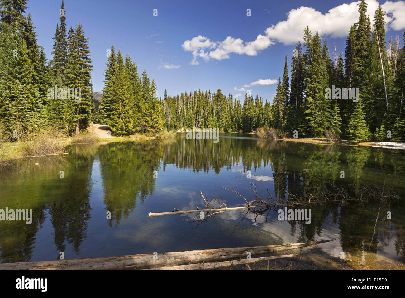 Green Forest, Blue Water Reflections, Springtime Landscape View Tree ...