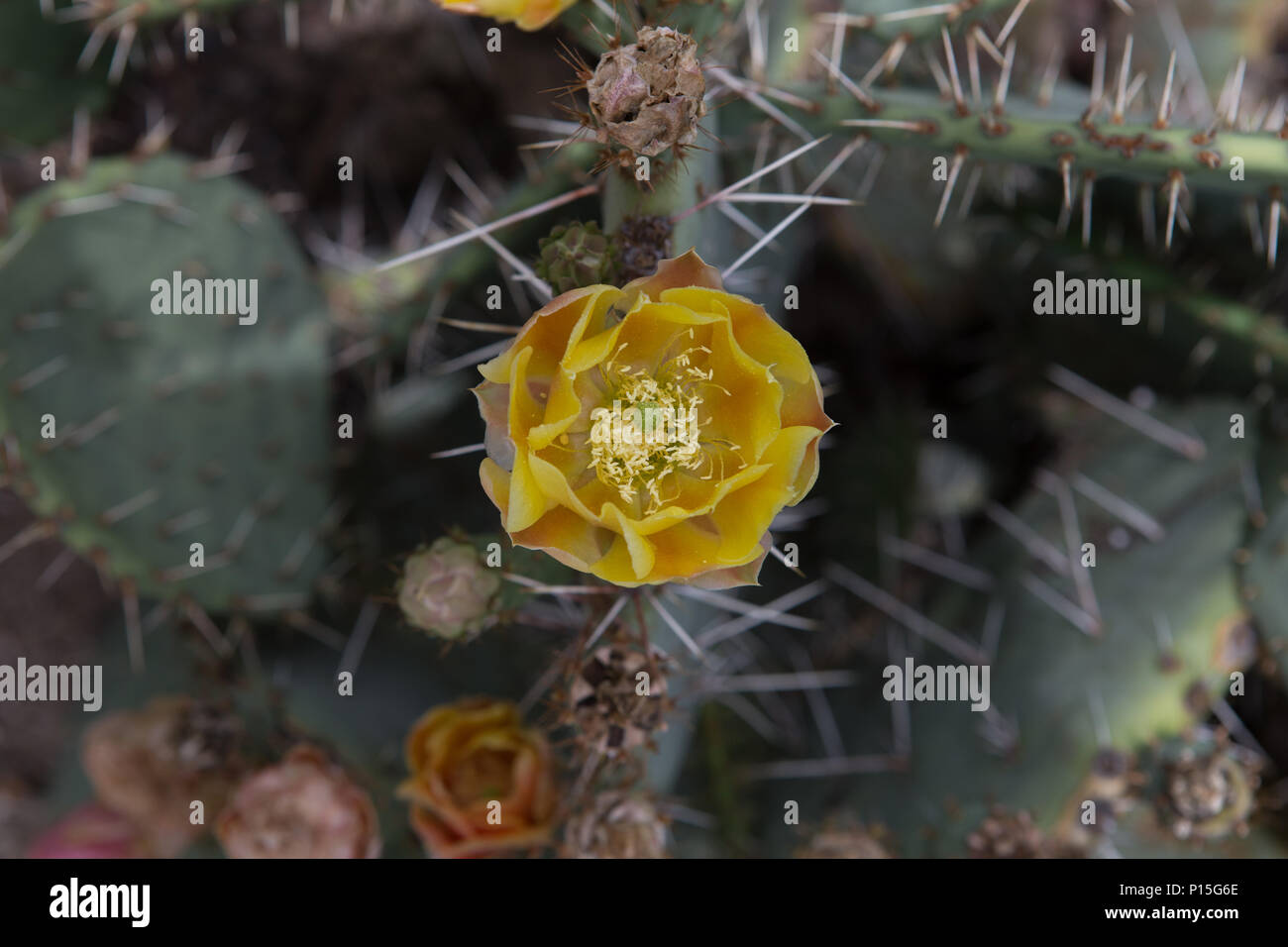 Coastal prickly pear (Opuntia littorals) seen here in Orange County ...