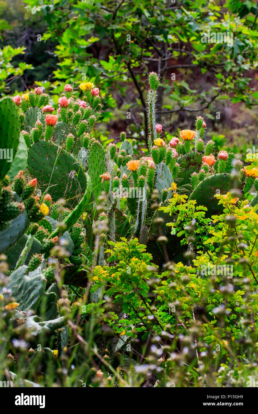 Coastal prickly pear (Opuntia littorals) seen here in Orange County ...