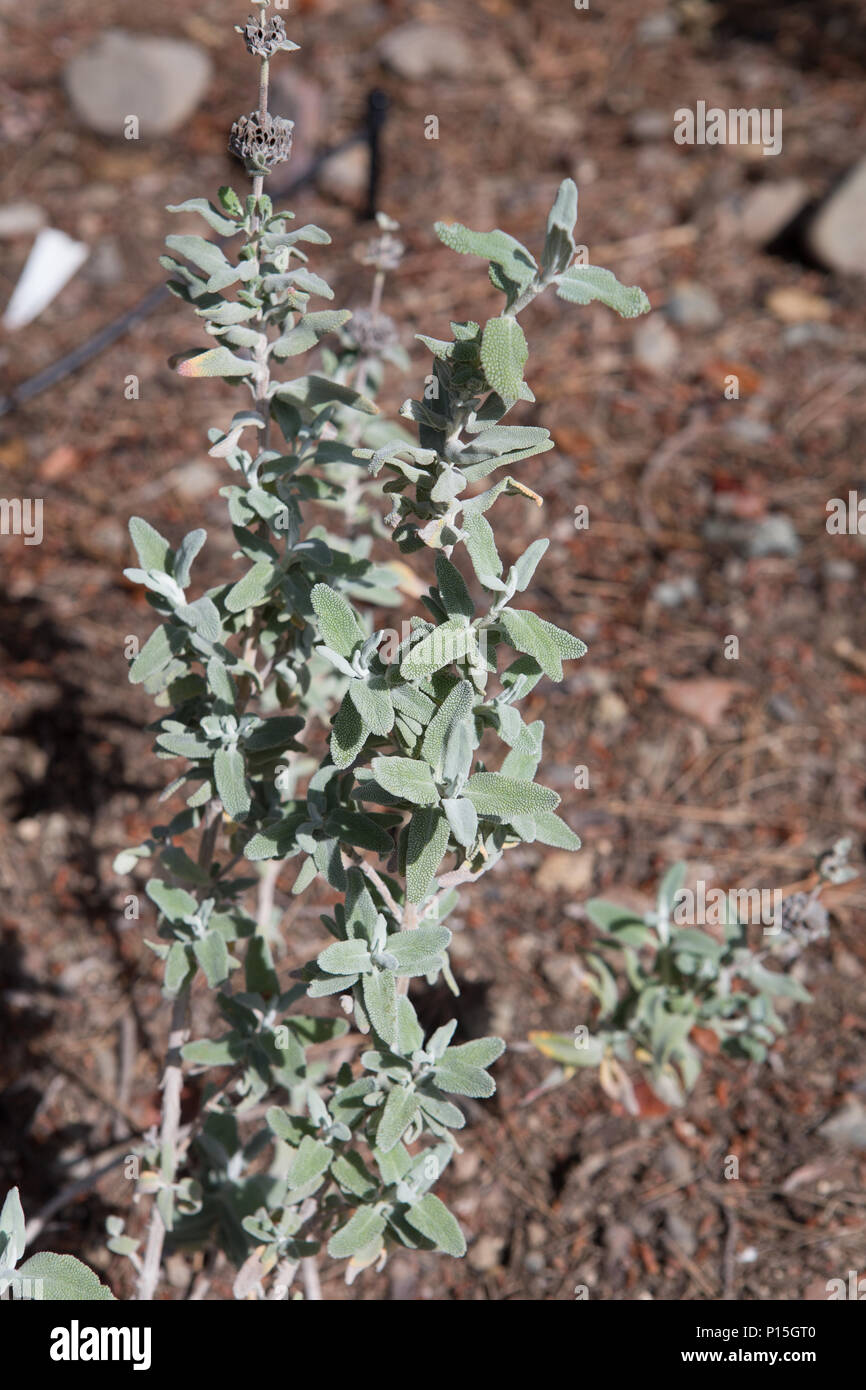 Native california plants hi-res stock photography and images - Alamy