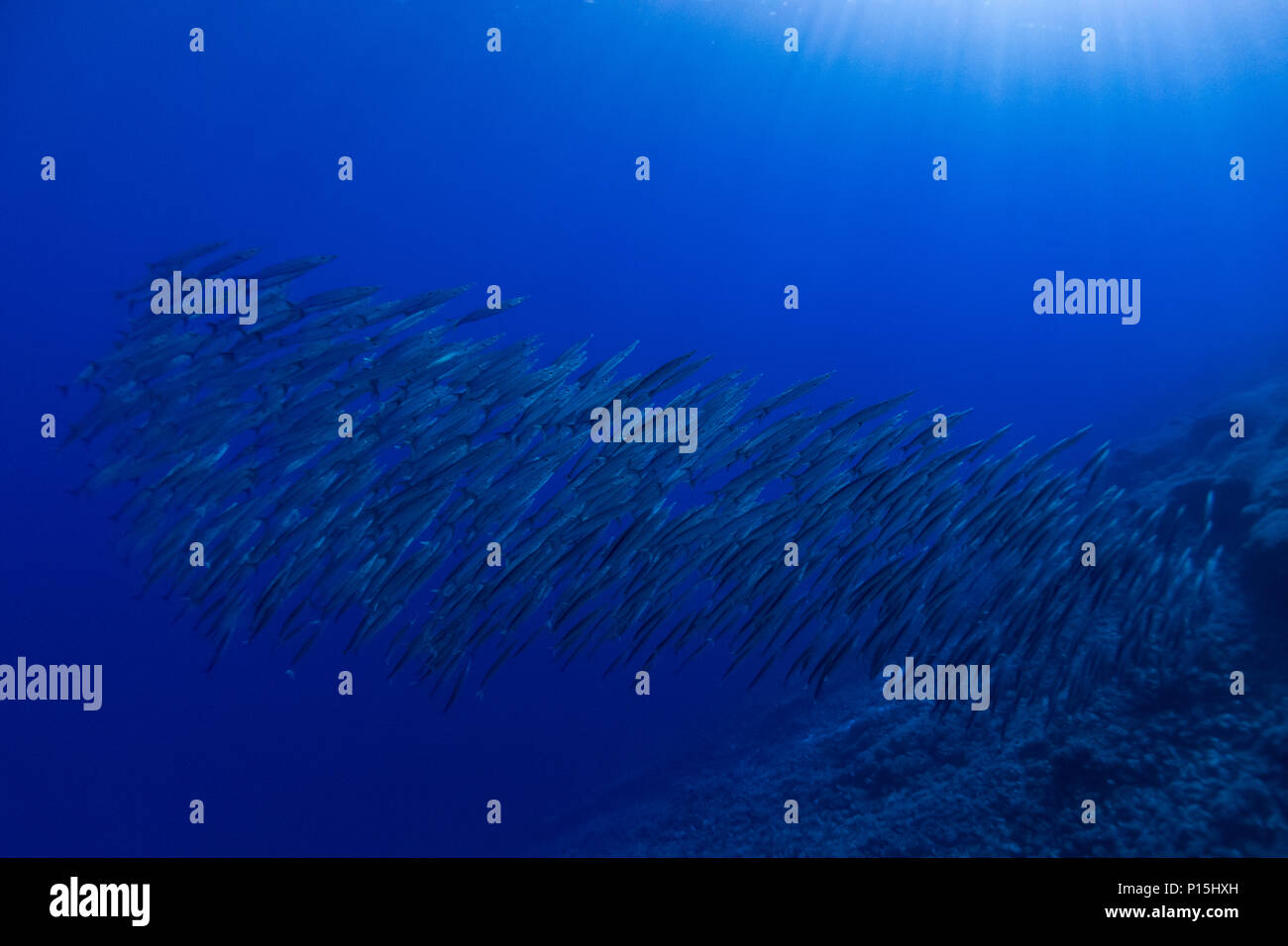 A massive school of barracuda while diving on Tenararo atoll in the ...