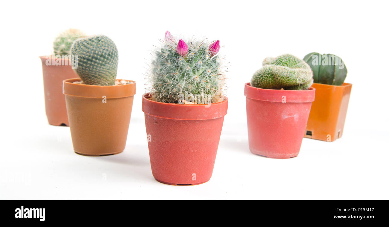 Beautiful cactus isolated on white background Stock Photo - Alamy