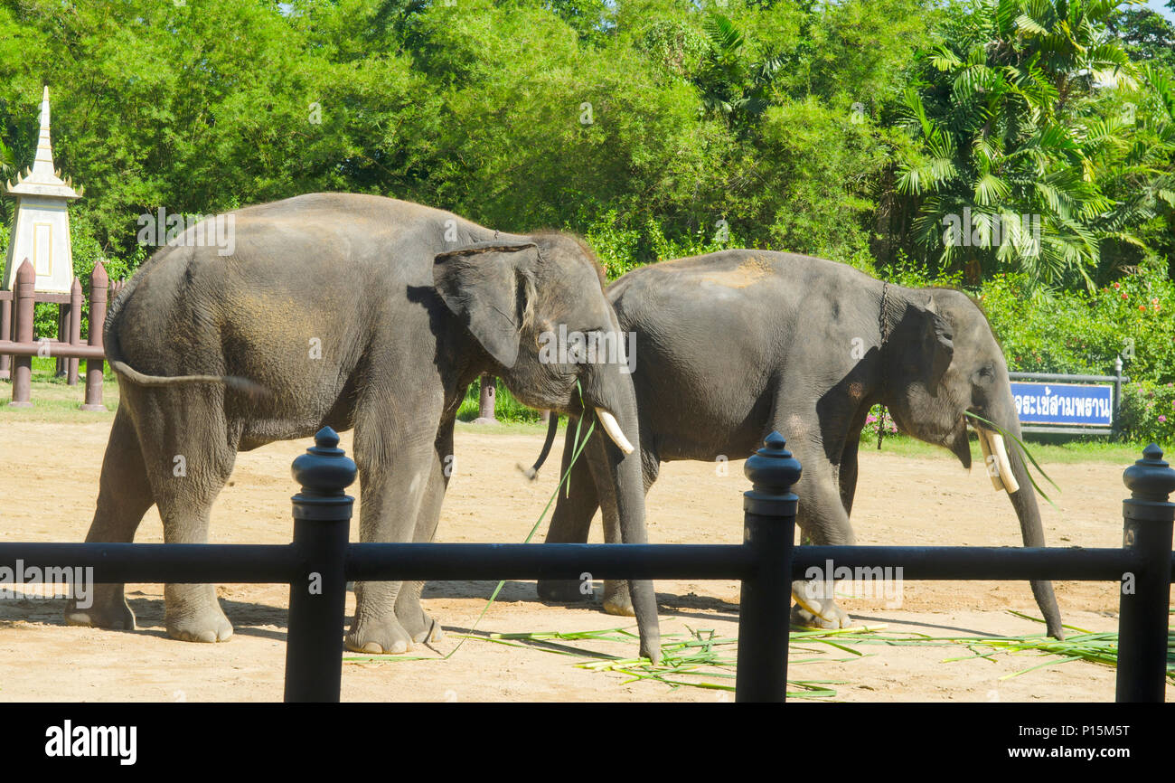 Thai elephants in farm Stock Photo - Alamy