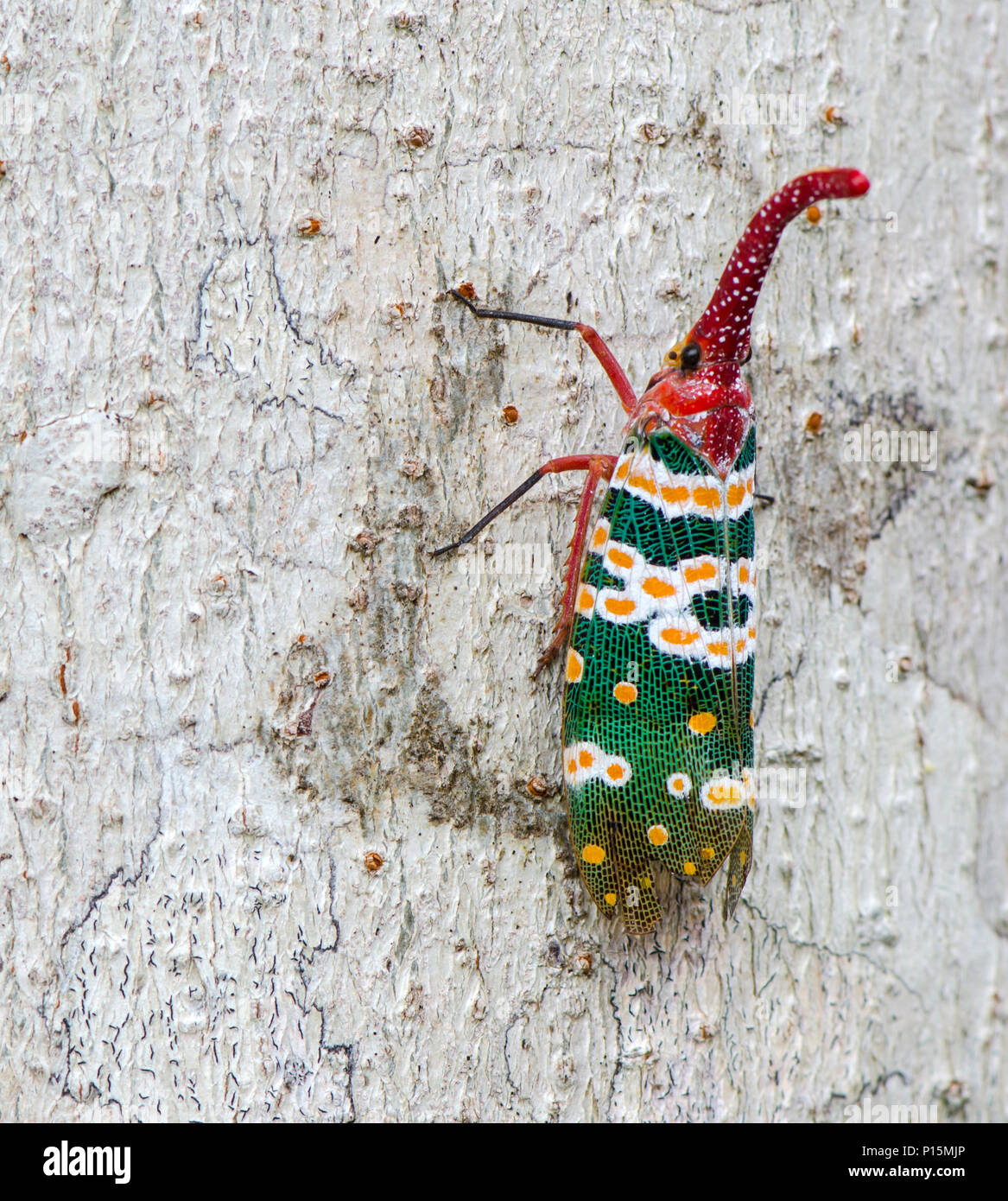 lanternfly, the insect on tree fruits. FULGORID PLANTHOPPERS Stock ...