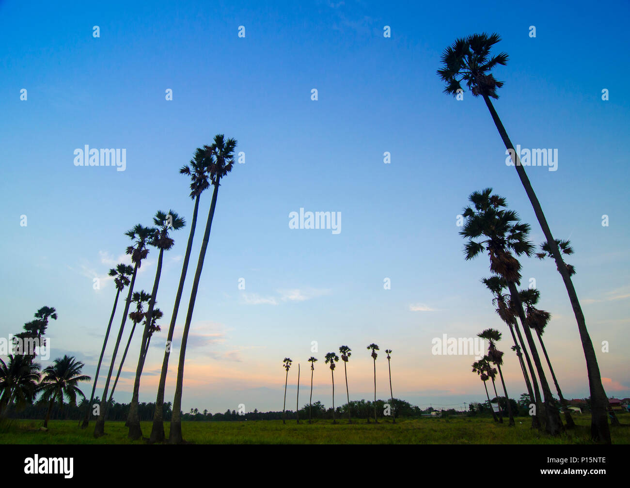 palm trees sunset golden blue sky backlight in mediterranean Stock ...