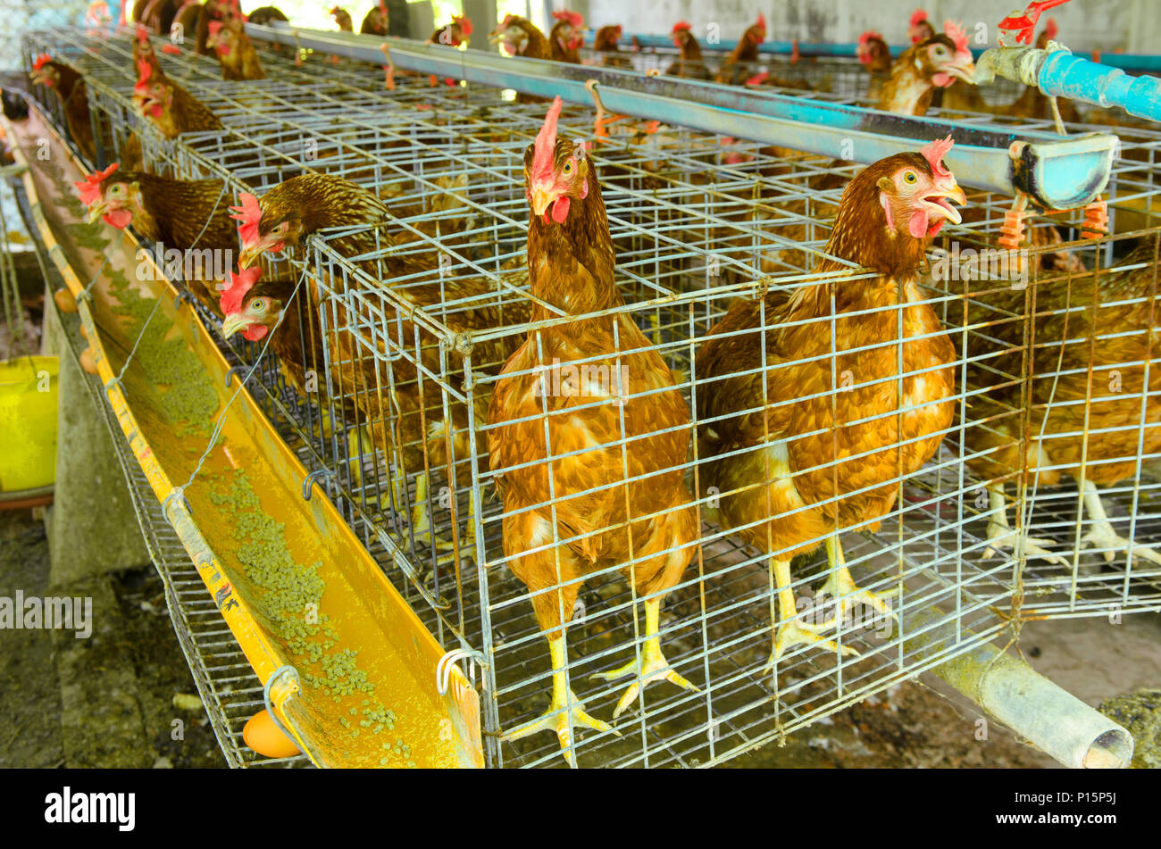 Thailand farm chickens hi-res stock photography and images - Alamy