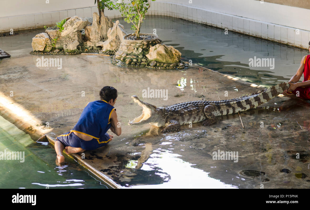 crocodile show in thailand. very exciting show Stock Photo - Alamy