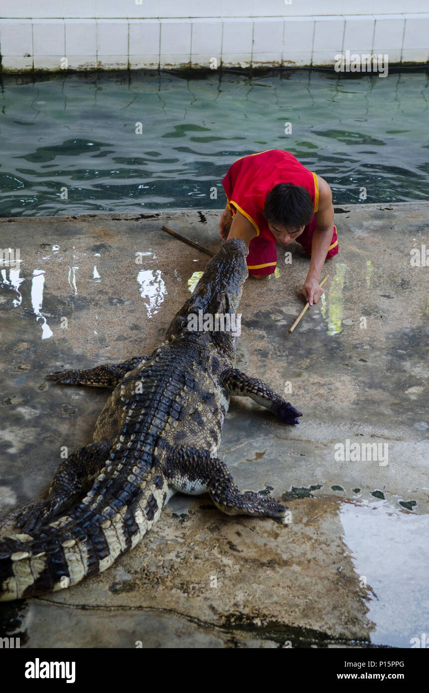 crocodile show in thailand. very exciting show Stock Photo - Alamy