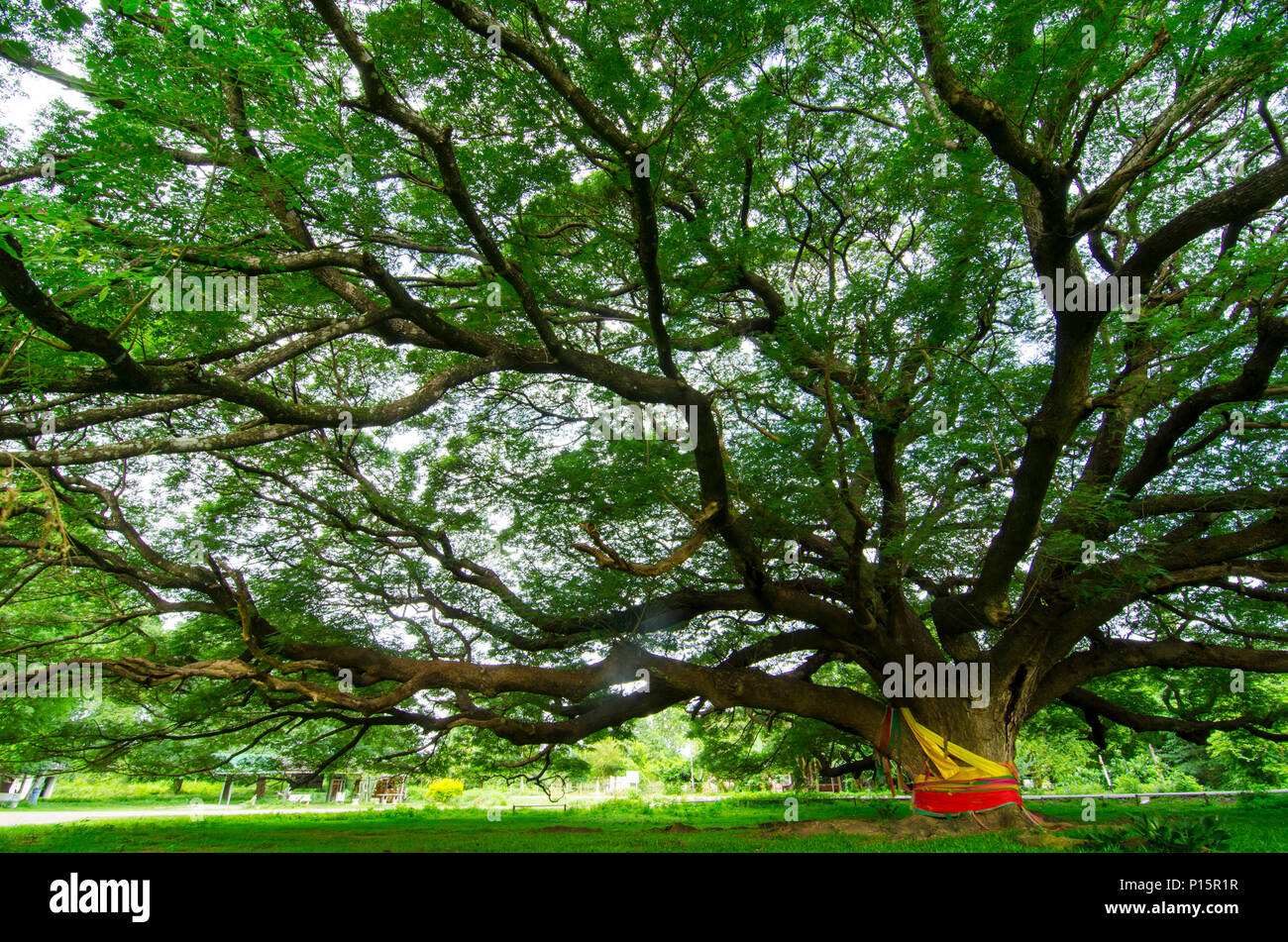The Large green tree Stock Photo - Alamy