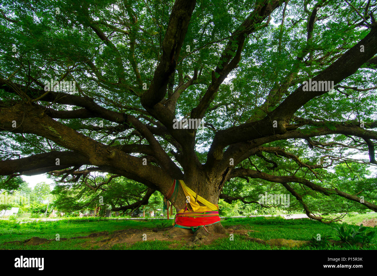 The Large green tree Stock Photo - Alamy