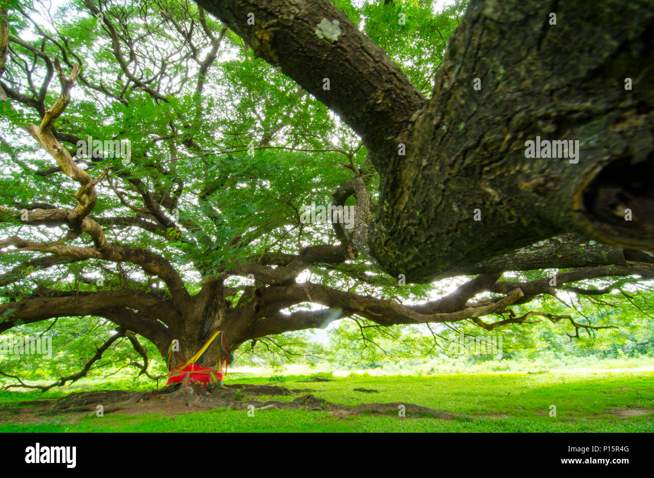 The Large green tree Stock Photo - Alamy