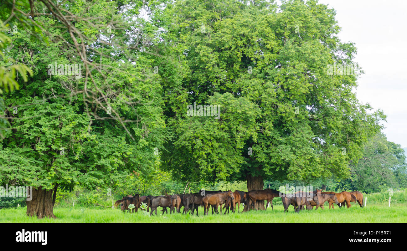 Horse in a Pasture Stock Photo - Alamy