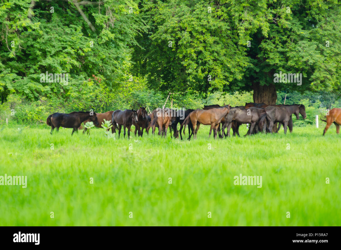Horse in a Pasture Stock Photo - Alamy