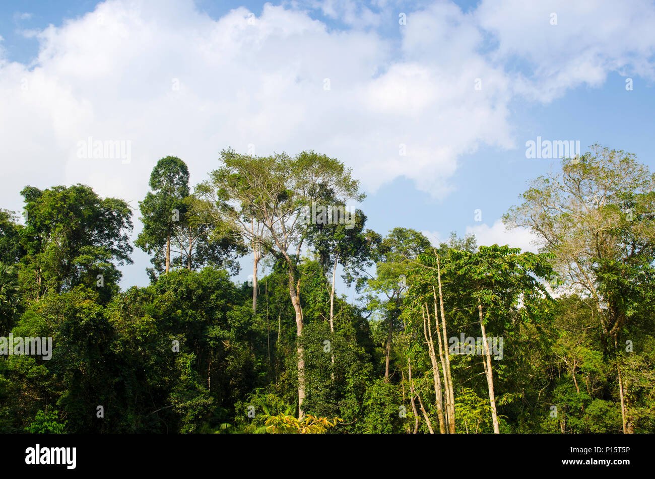 Beautiful lush forest Stock Photo - Alamy