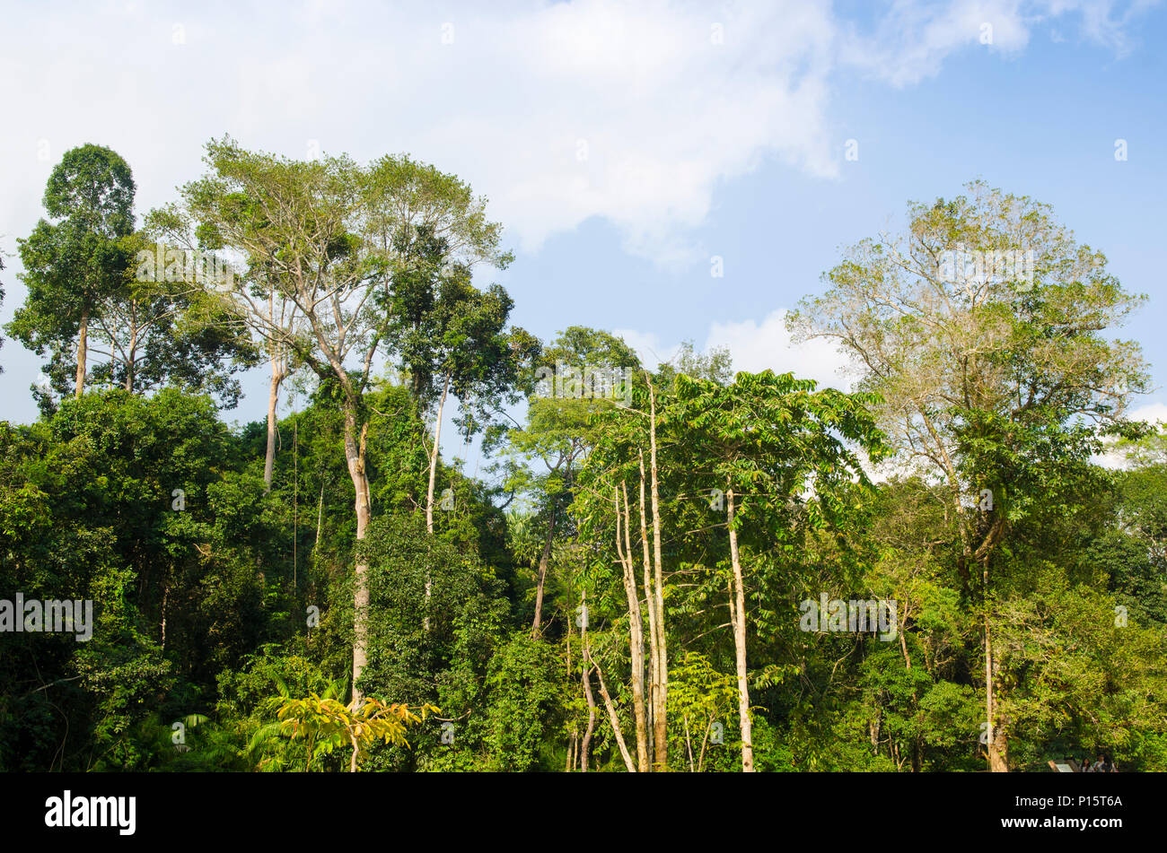 Amazon jungle tree Stock Photo - Alamy