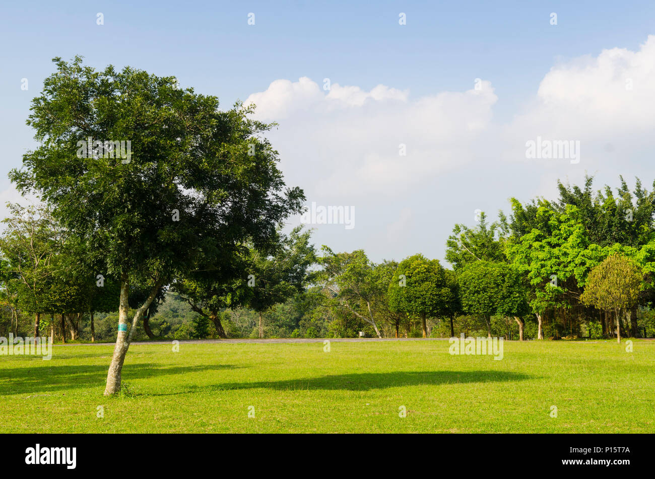 Alone tree on the green garden Stock Photo - Alamy