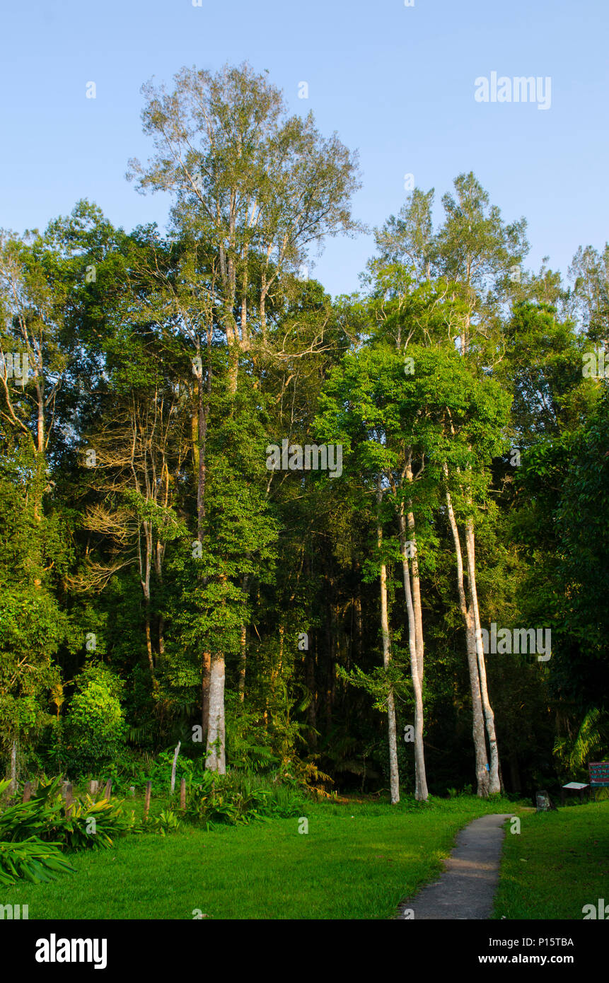 Beautiful lush forest Stock Photo - Alamy