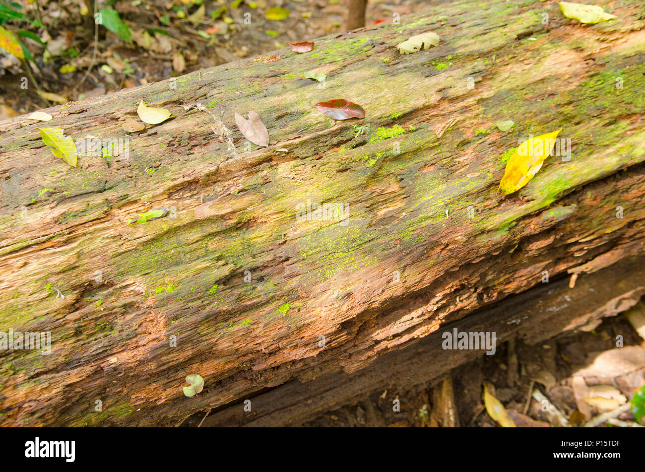 Amazon jungle tree Stock Photo - Alamy