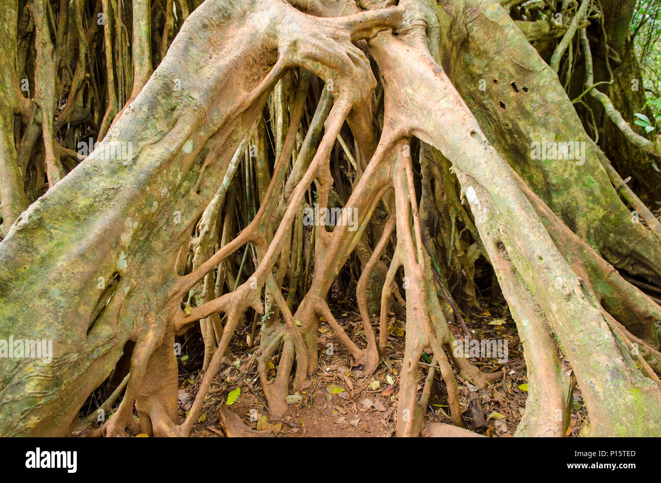 Amazon jungle tree Stock Photo - Alamy