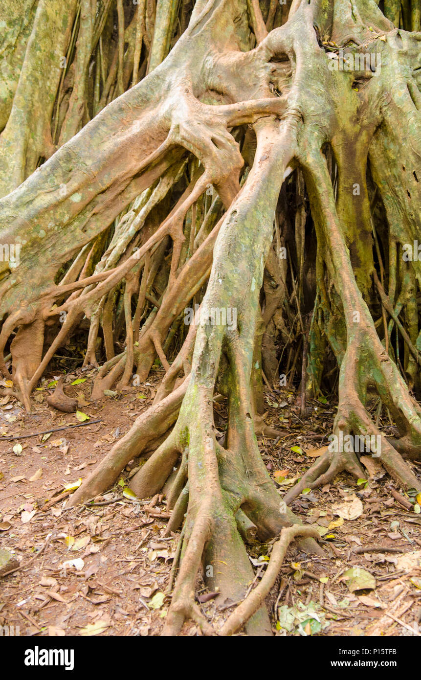 Amazon jungle tree Stock Photo - Alamy