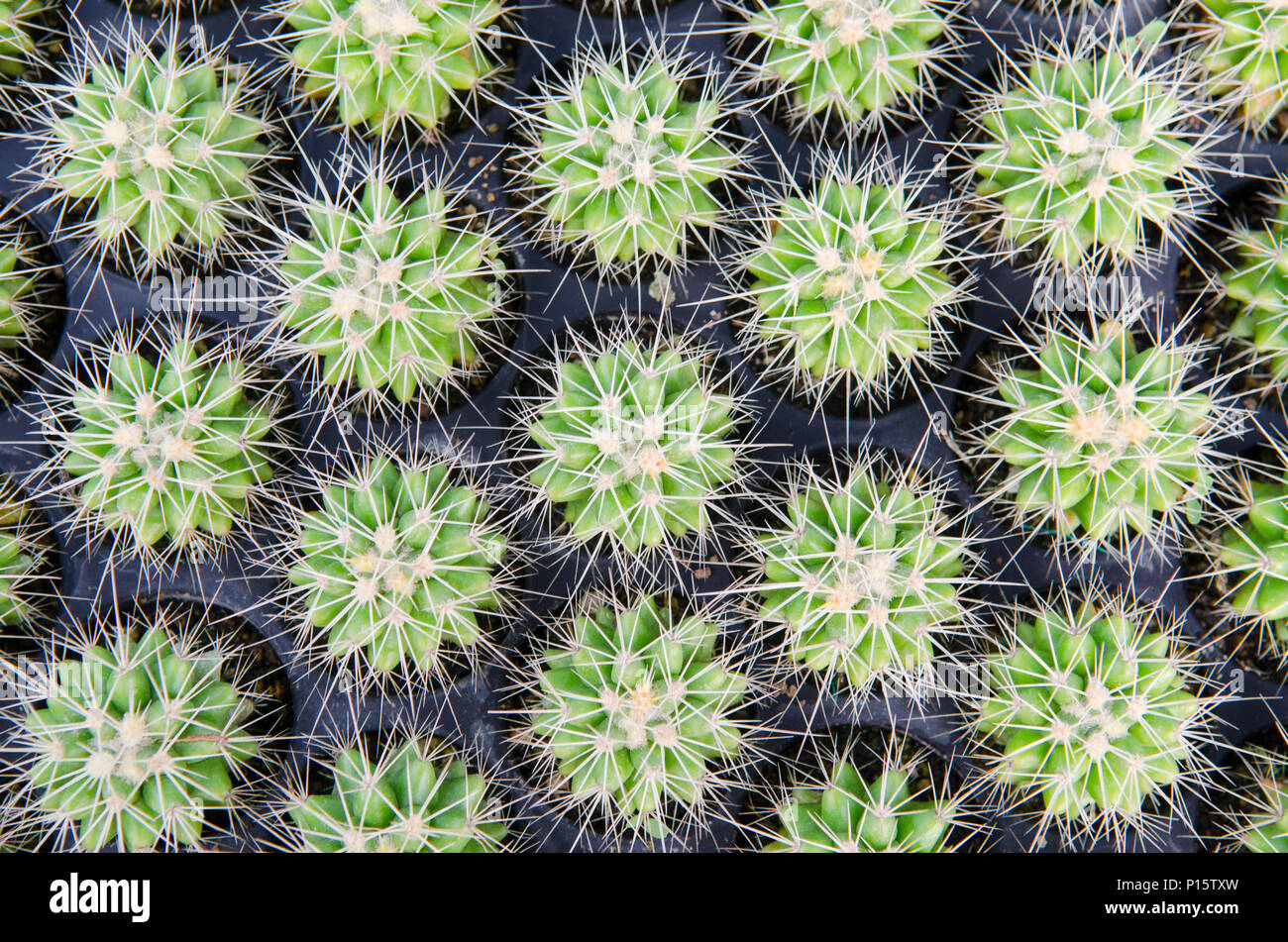 Group of Cactus Stock Photo - Alamy