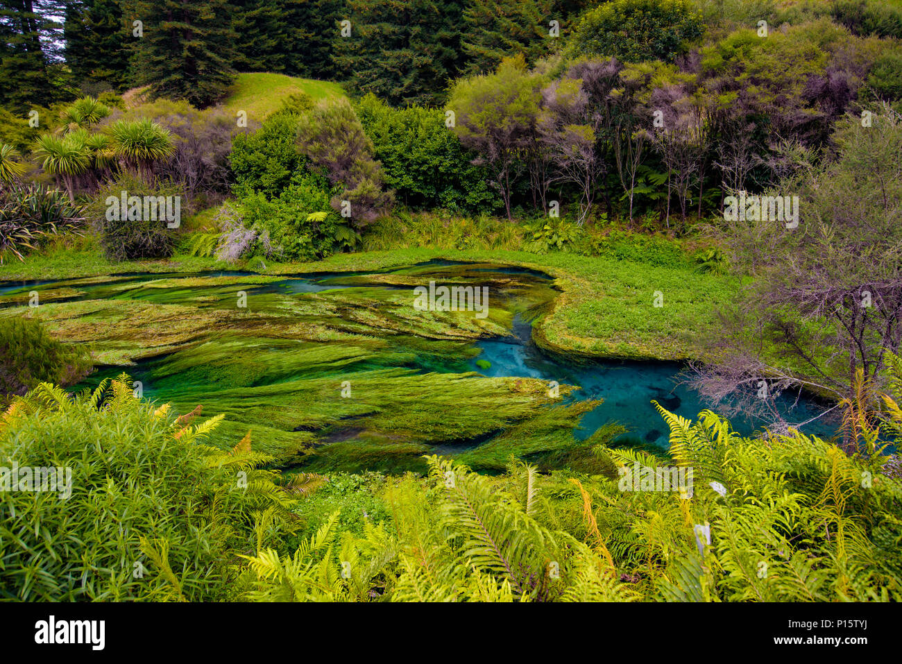 Blue Spring, the cleanest river in New Zealand, Te Waihou Walkway ...