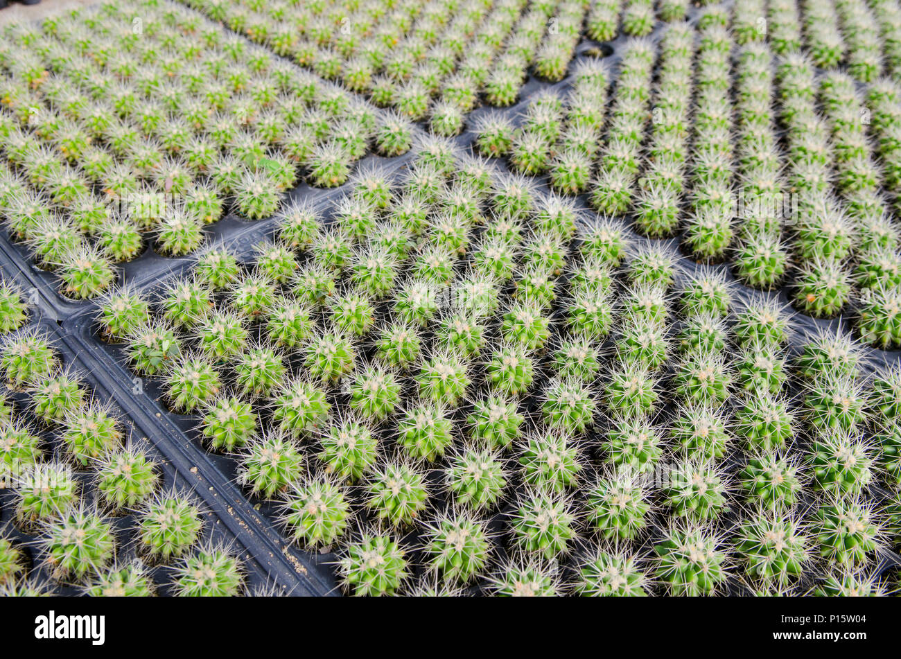 Group of Cactus Stock Photo - Alamy