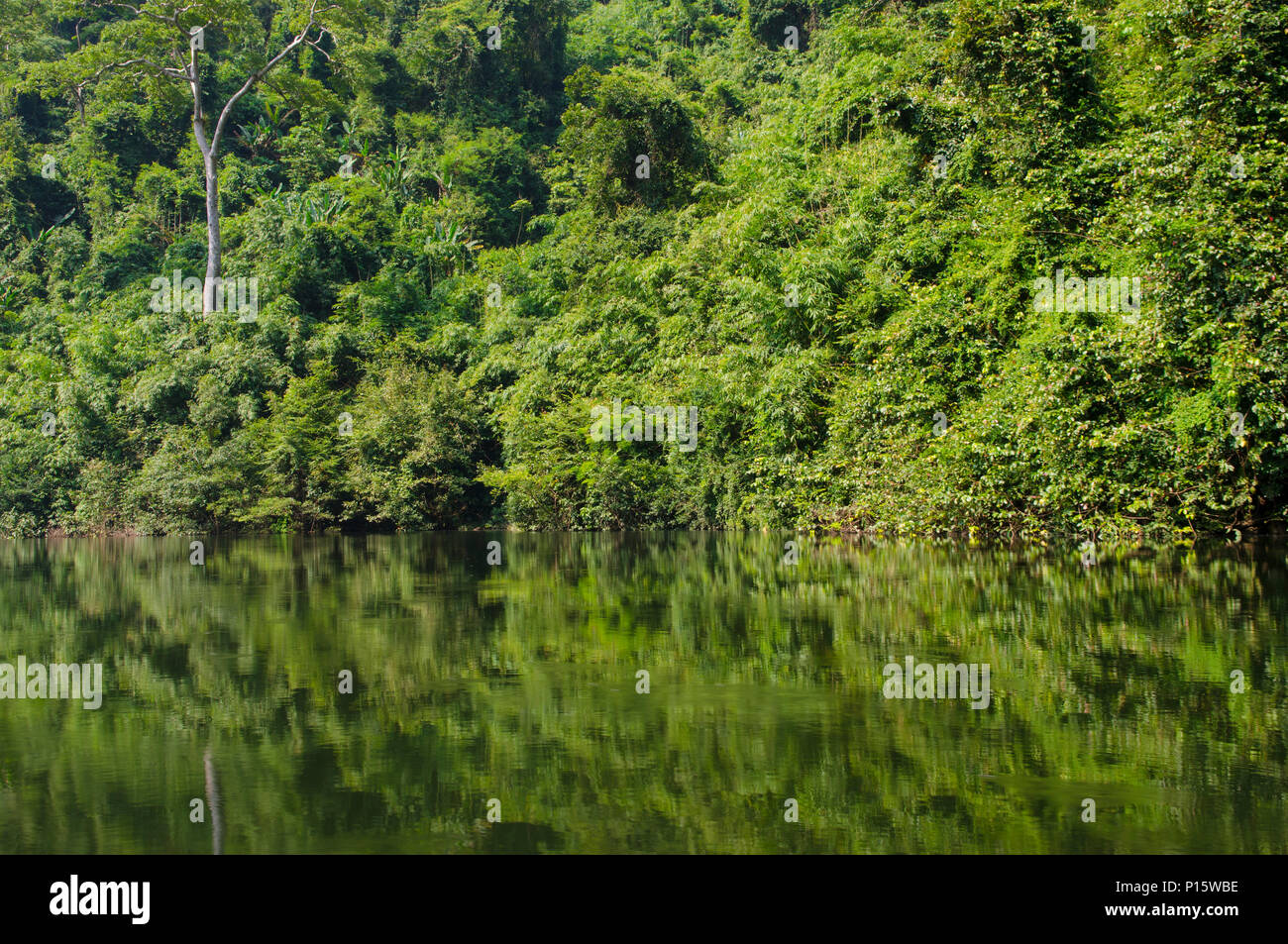Reservoir in tropical forest Stock Photo - Alamy