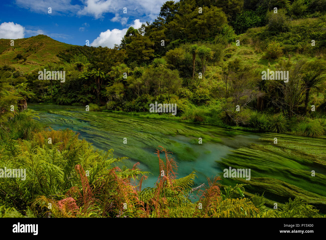 Blue Spring, the cleanest river in New Zealand, Te Waihou Walkway ...