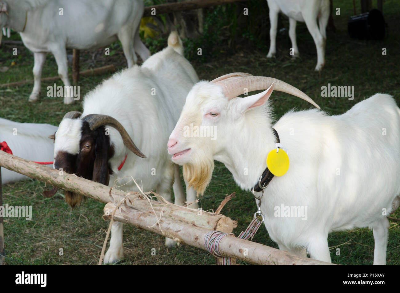 Closeup portrait of a goat, outside in a courtyard Stock Photo - Alamy