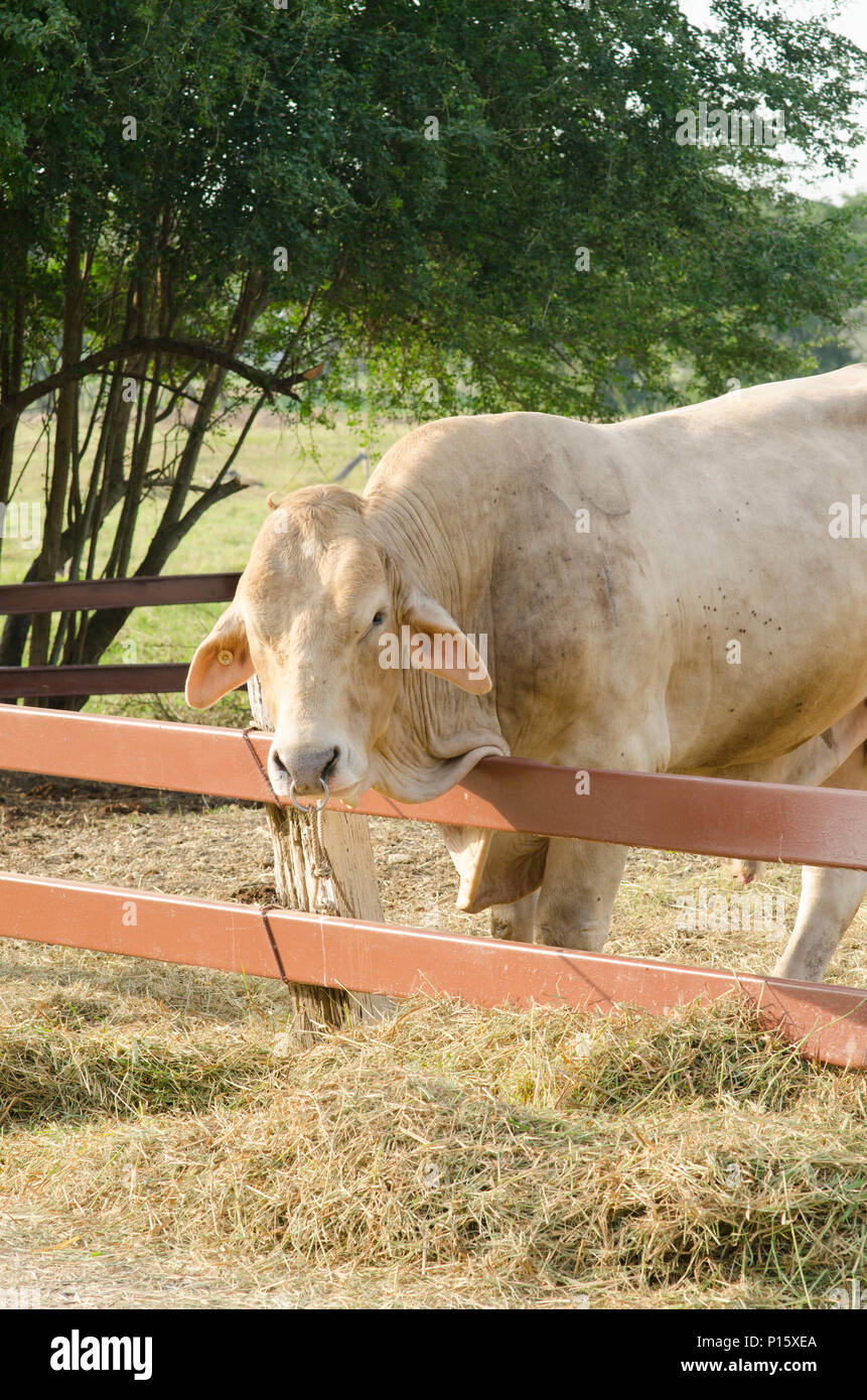 Animal cow barn forage animal husbandry hi-res stock photography and ...
