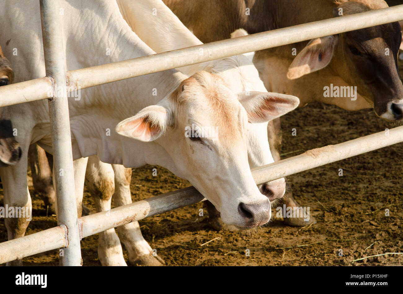 cows at barn stall in farm Stock Photo - Alamy