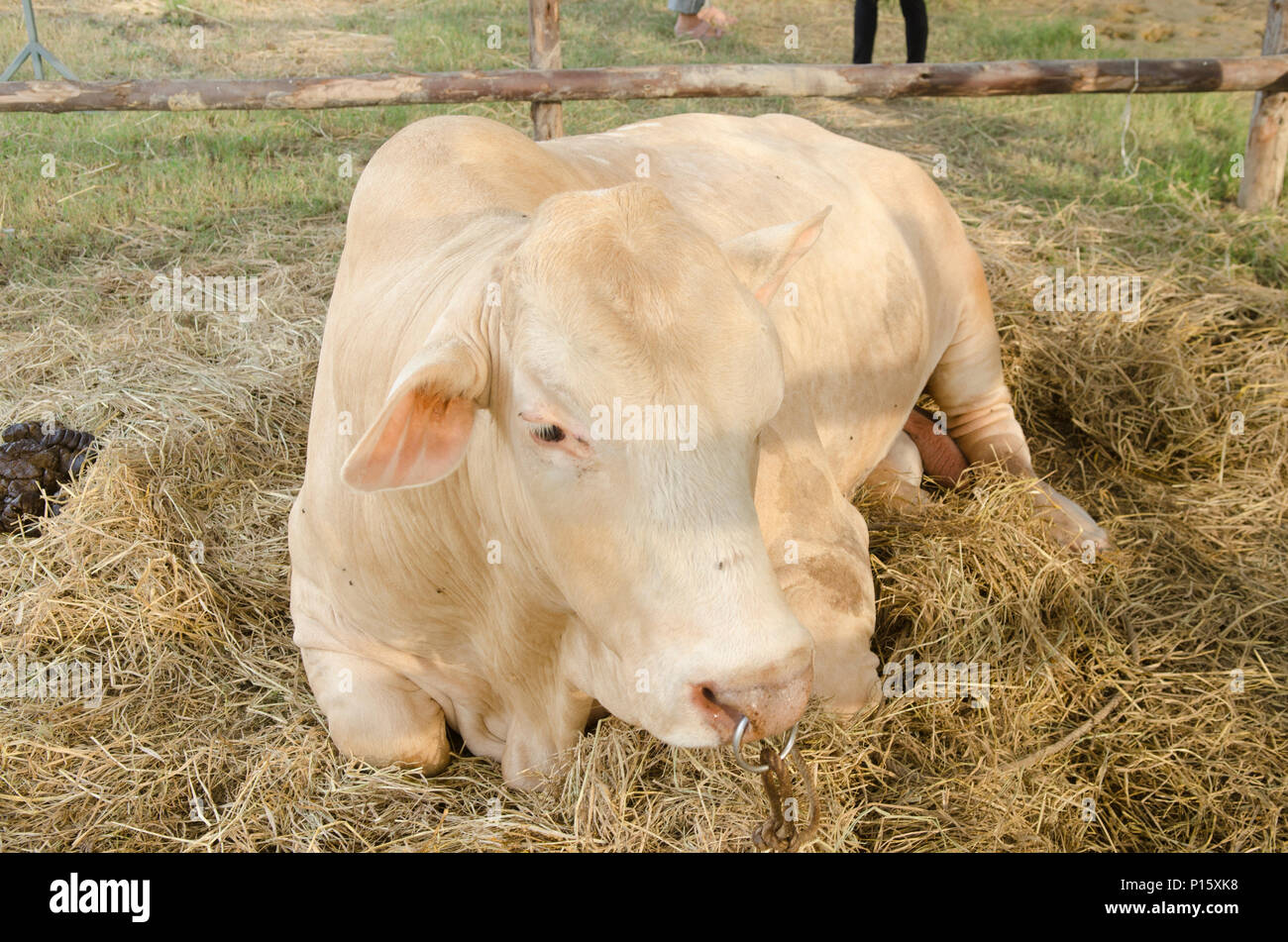 Large cattle in farms Stock Photo - Alamy