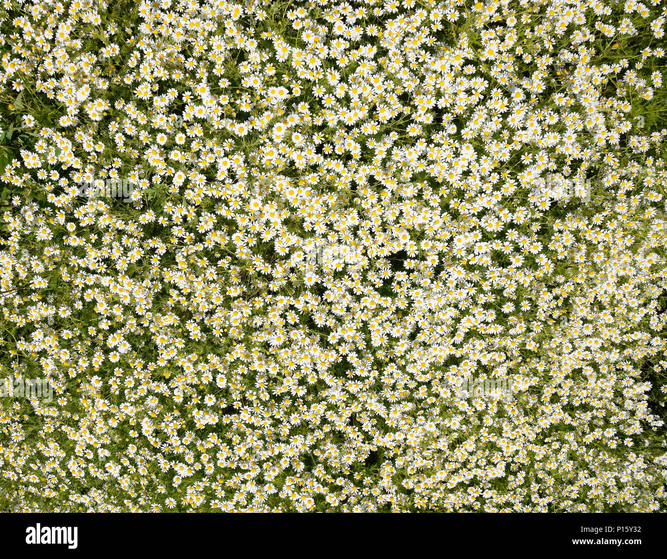Chamomile flowers. Pharmaceutical camomile. Medicinal plant chamomile ...