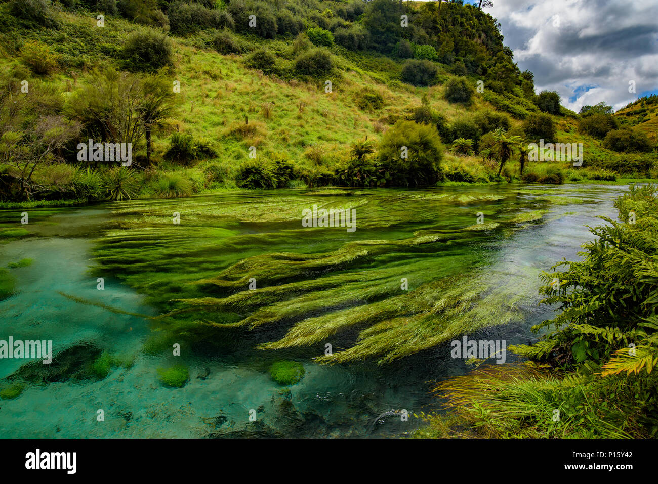 Blue Spring, the cleanest river in New Zealand, Te Waihou Walkway ...