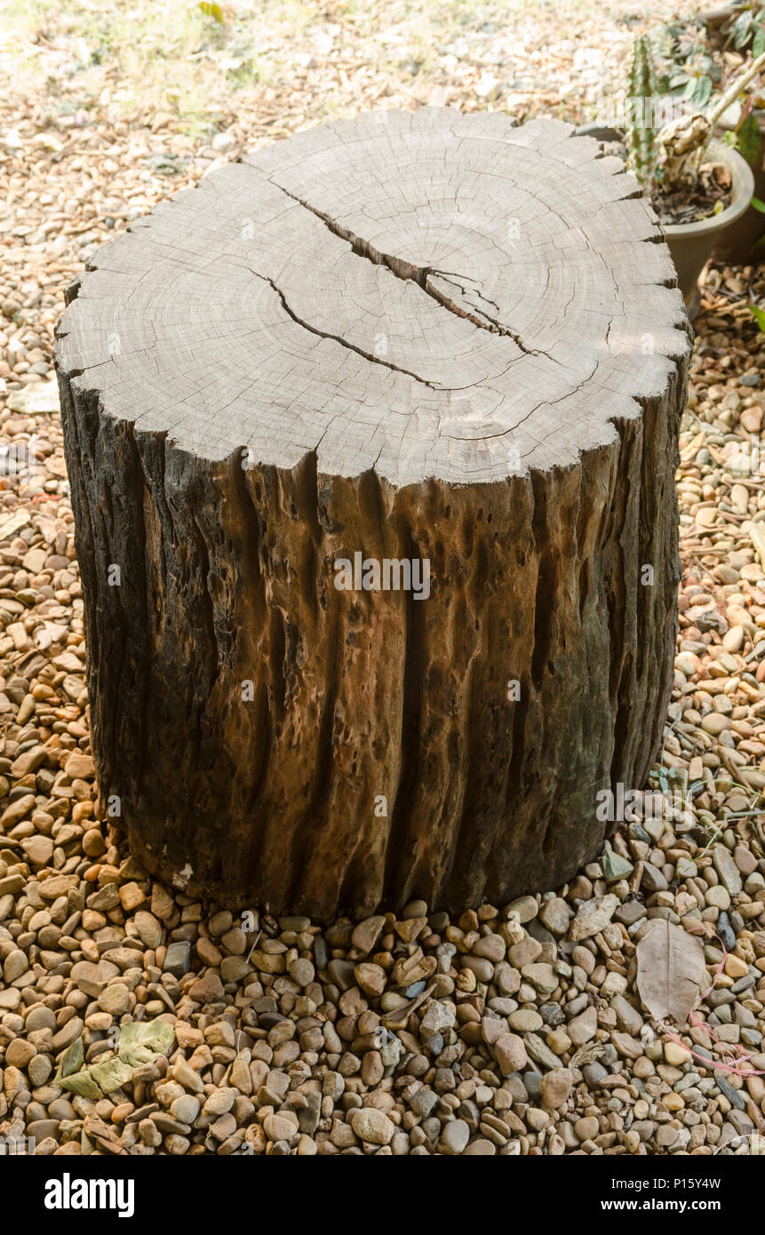 Wood texture of cut tree trunk, close-up Stock Photo - Alamy