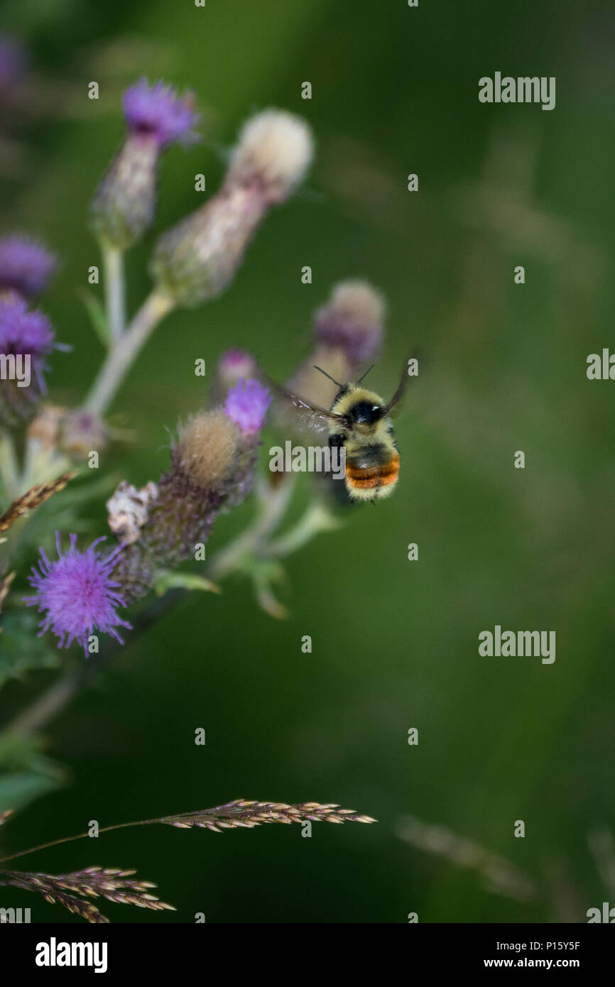 Spotted knapweed hi-res stock photography and images - Alamy