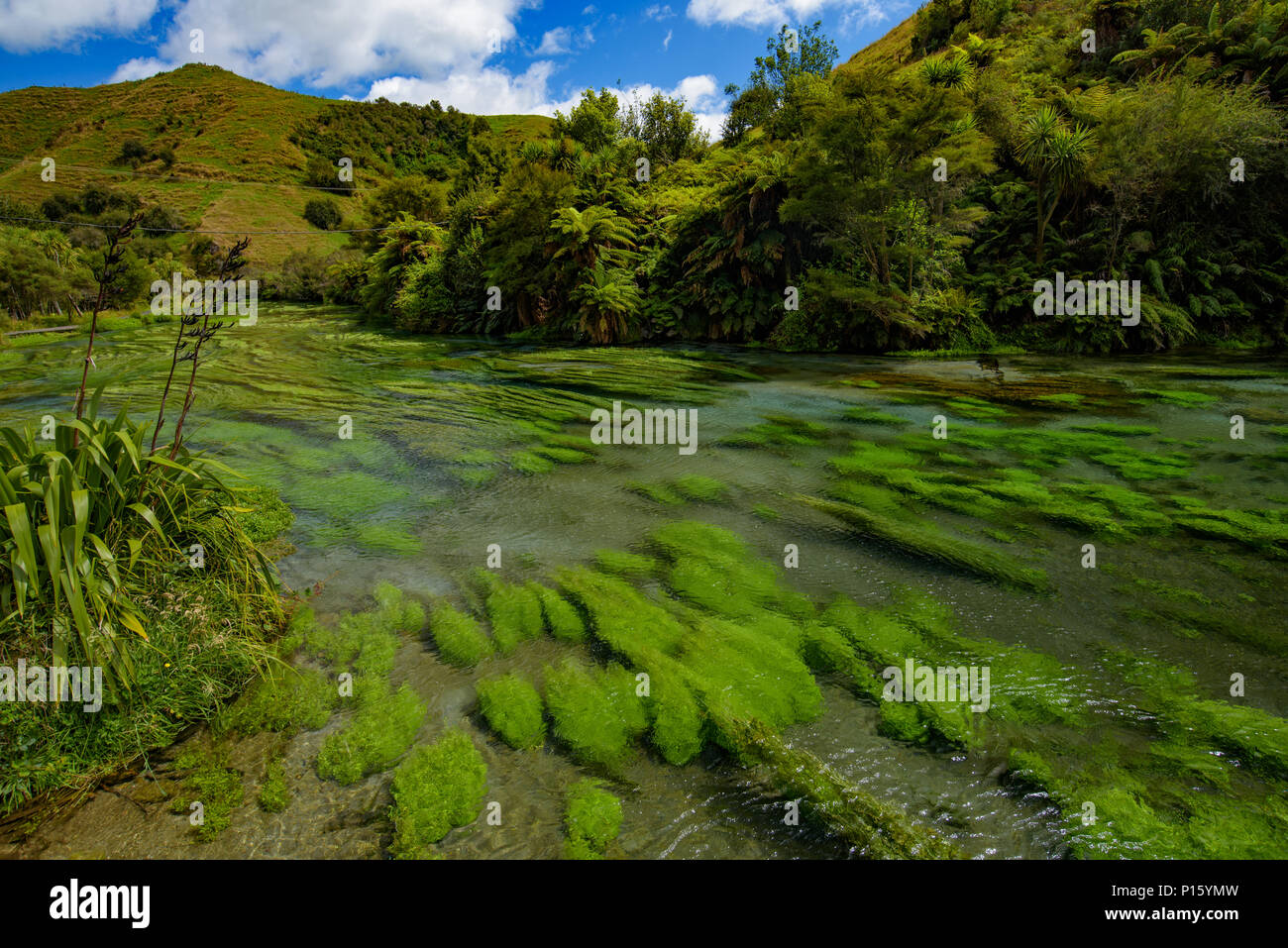 Blue Spring, the cleanest river in New Zealand, Te Waihou Walkway ...
