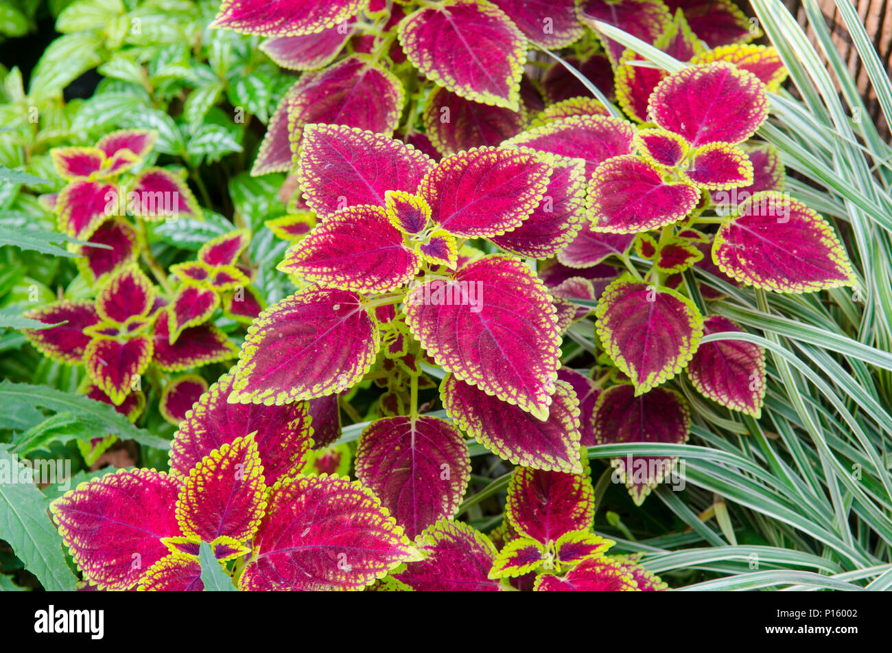 Mosaic of different colored leaves at the park Stock Photo - Alamy