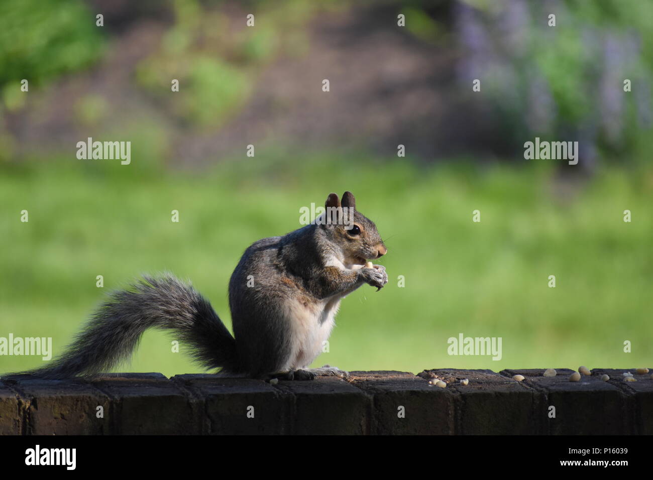 Squirrel eats food in hi-res stock photography and images - Alamy