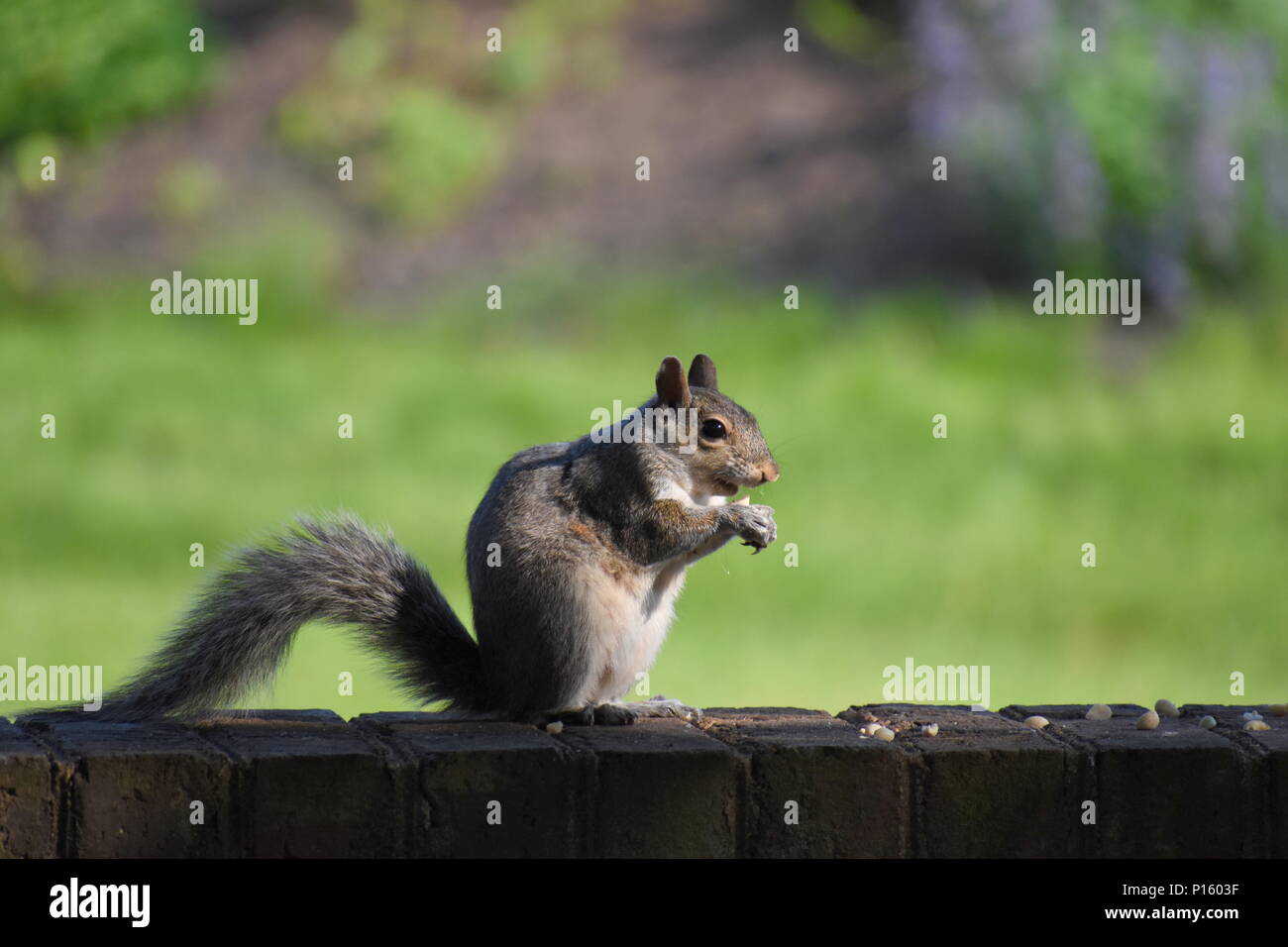 Food squirrel hi-res stock photography and images - Alamy