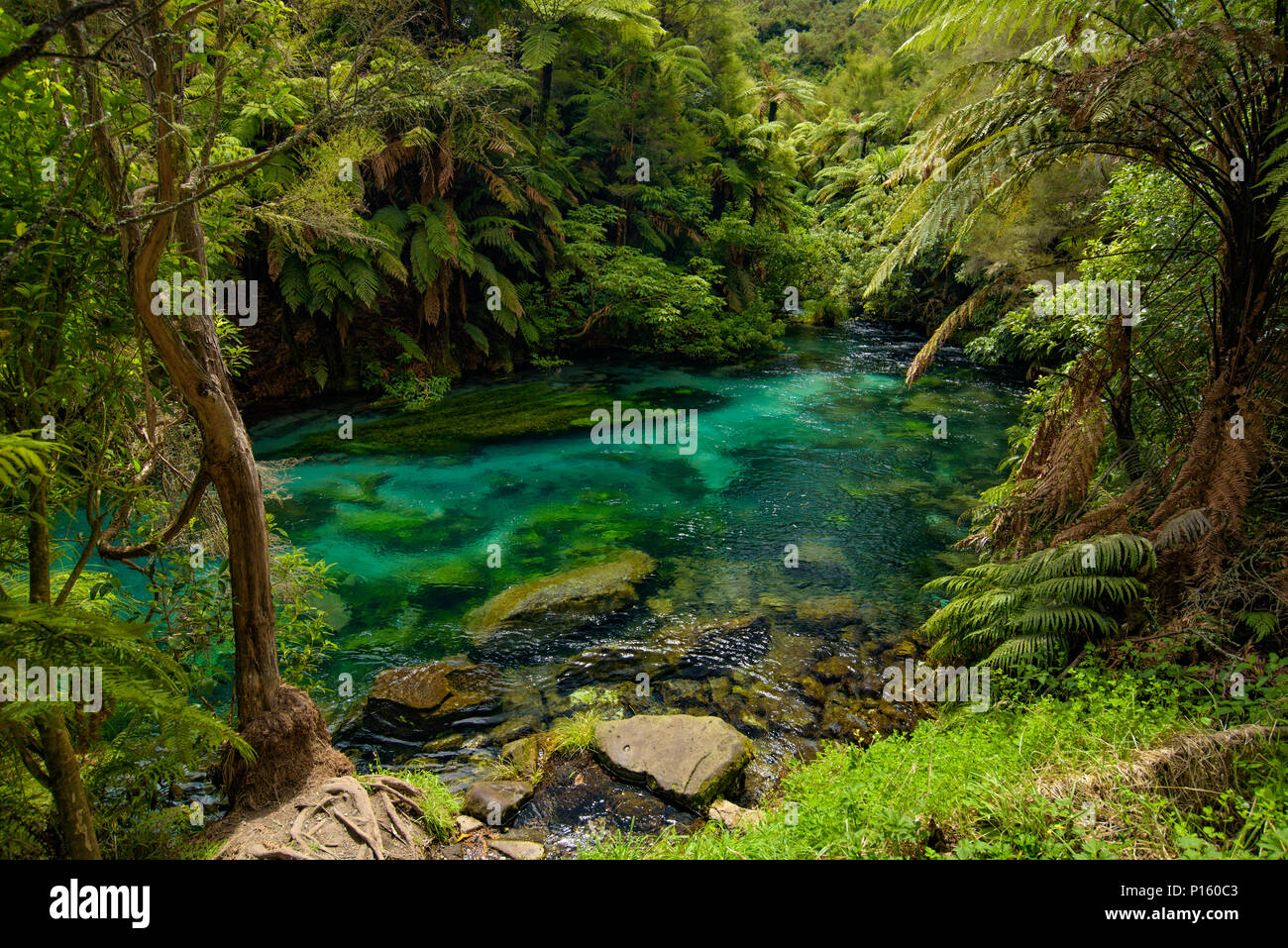 Blue Spring, the cleanest river in New Zealand, Te Waihou Walkway ...