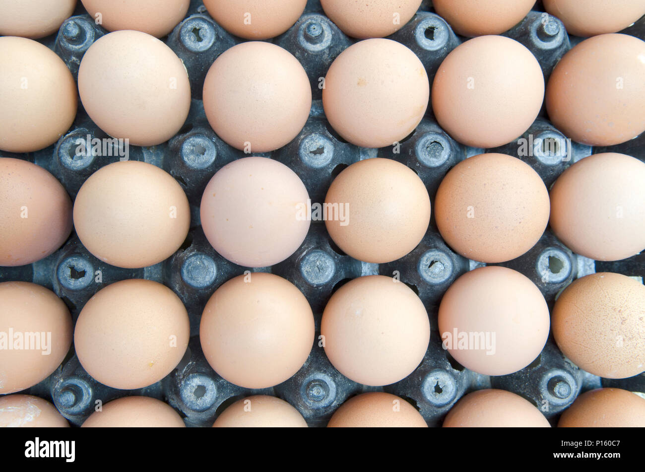 Chicken brown egg closeup view background Stock Photo - Alamy