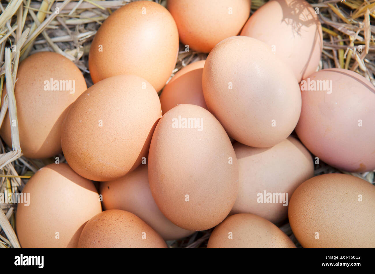 Chicken brown egg closeup view background Stock Photo - Alamy