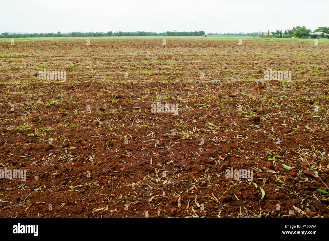 Black humus in Croatia Stock Photo - Alamy