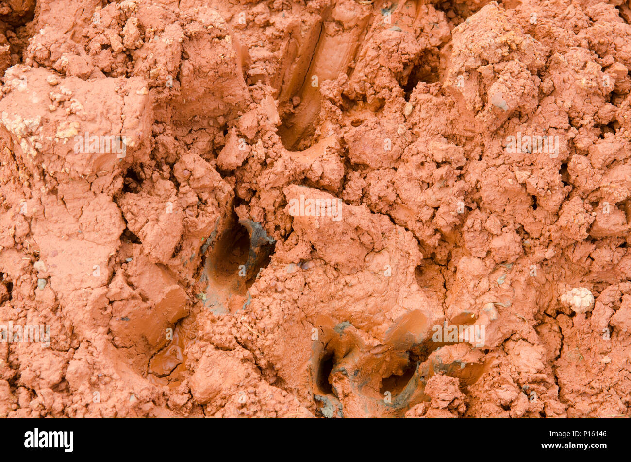 footprint of animals in the soil Stock Photo - Alamy